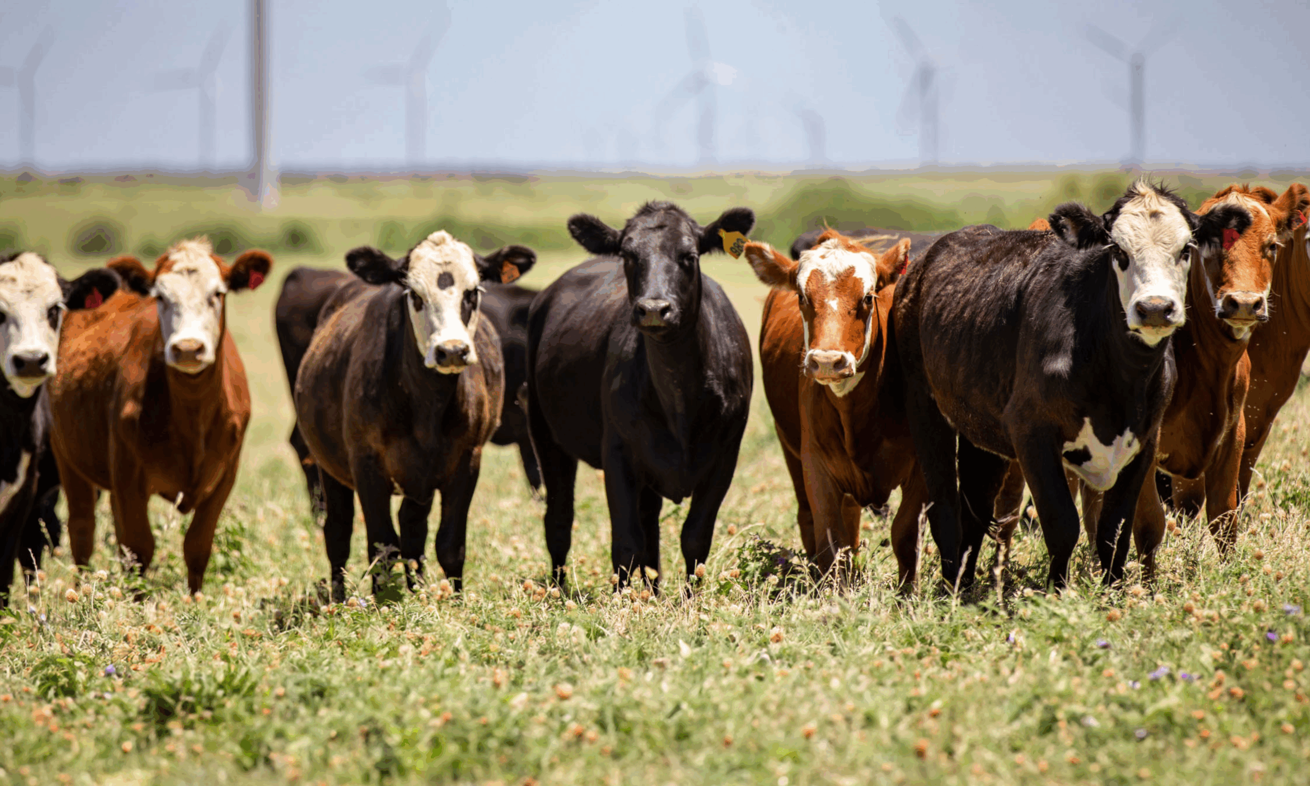 TN Livestock flips cows into cash - TGM Business